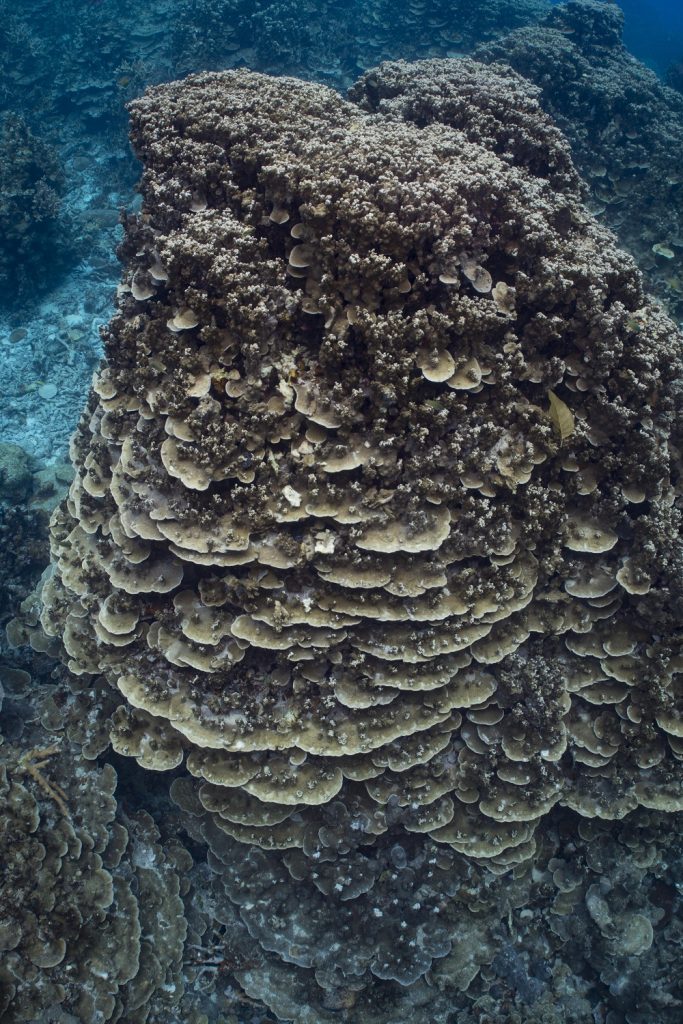 The similarity of ancient and modern corals | University of Warsaw